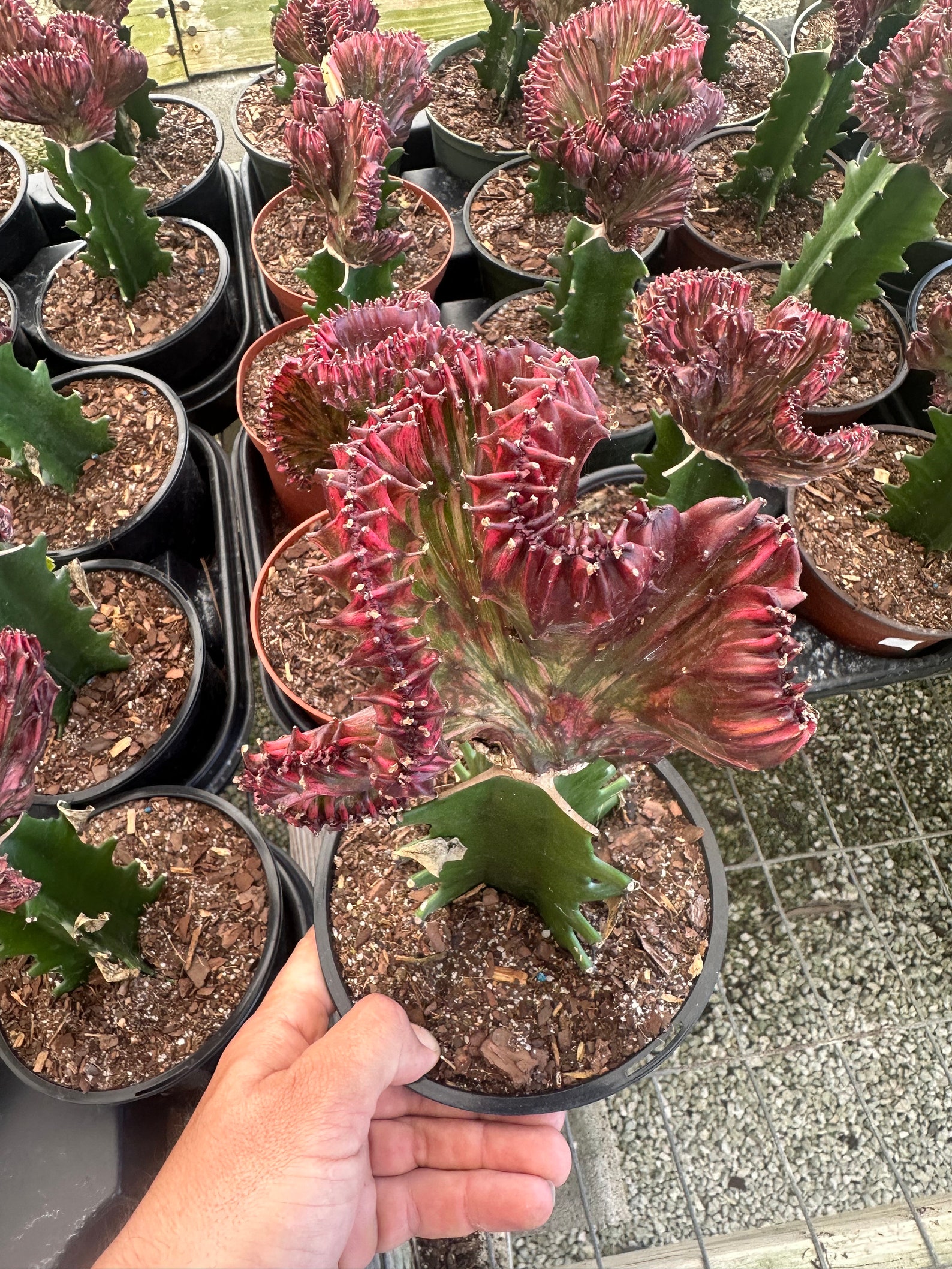 Euphorbia LACTEA CRISTATA Pink Live PLANT Coral Cactus Succulent ...