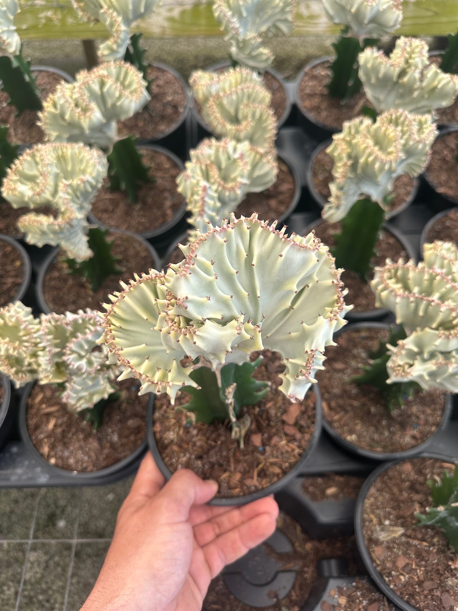 Euphorbia LACTEA CRISTATA Pink Live PLANT Coral Cactus Succulent ...