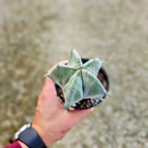 Gray Ghost Organ Pipe, Stenocereus Pruinosus, Rare Potted Cactus 4" - Etsy