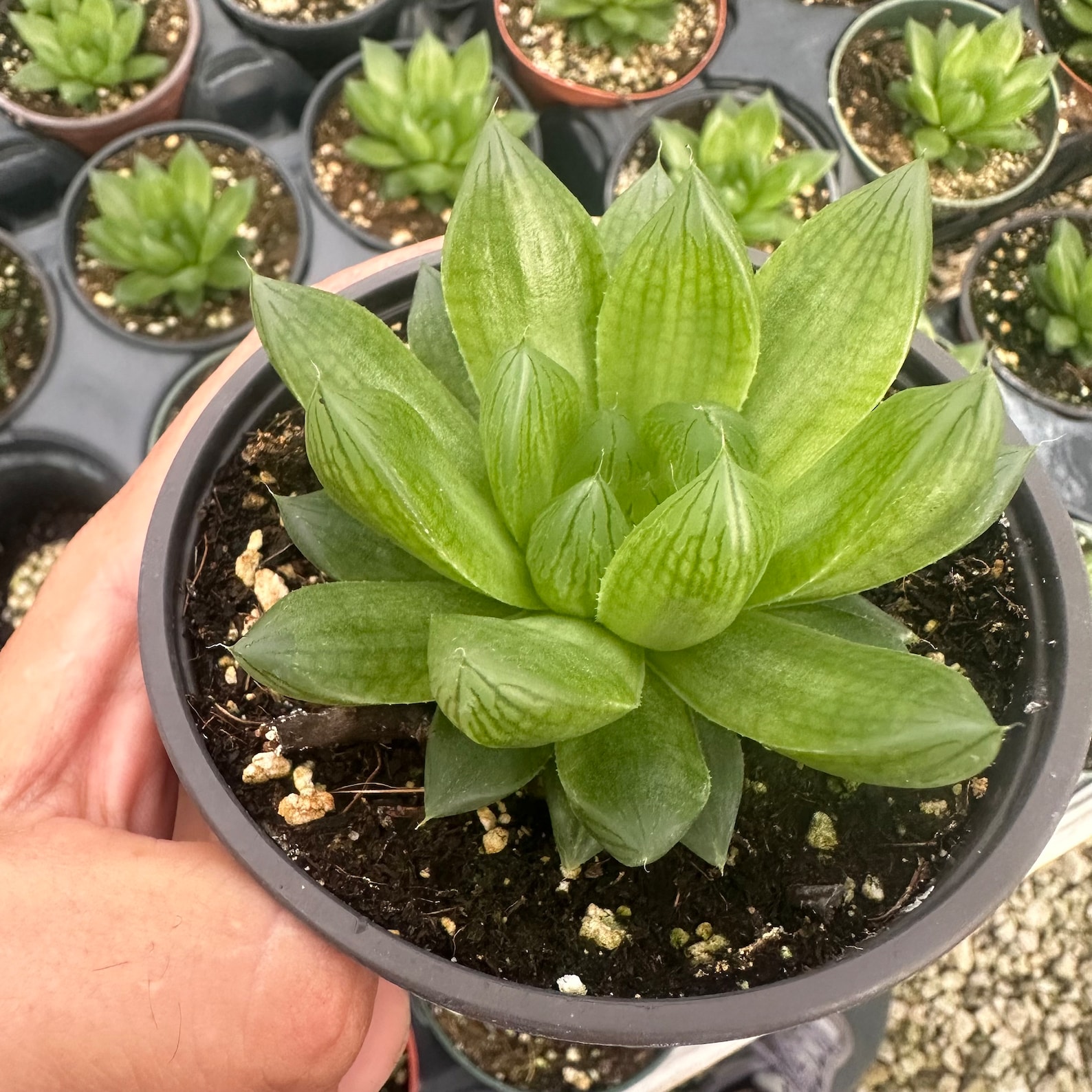 Stunning Cathedral Window Haworthia - Indoor Succulent Beauty 4" - Etsy