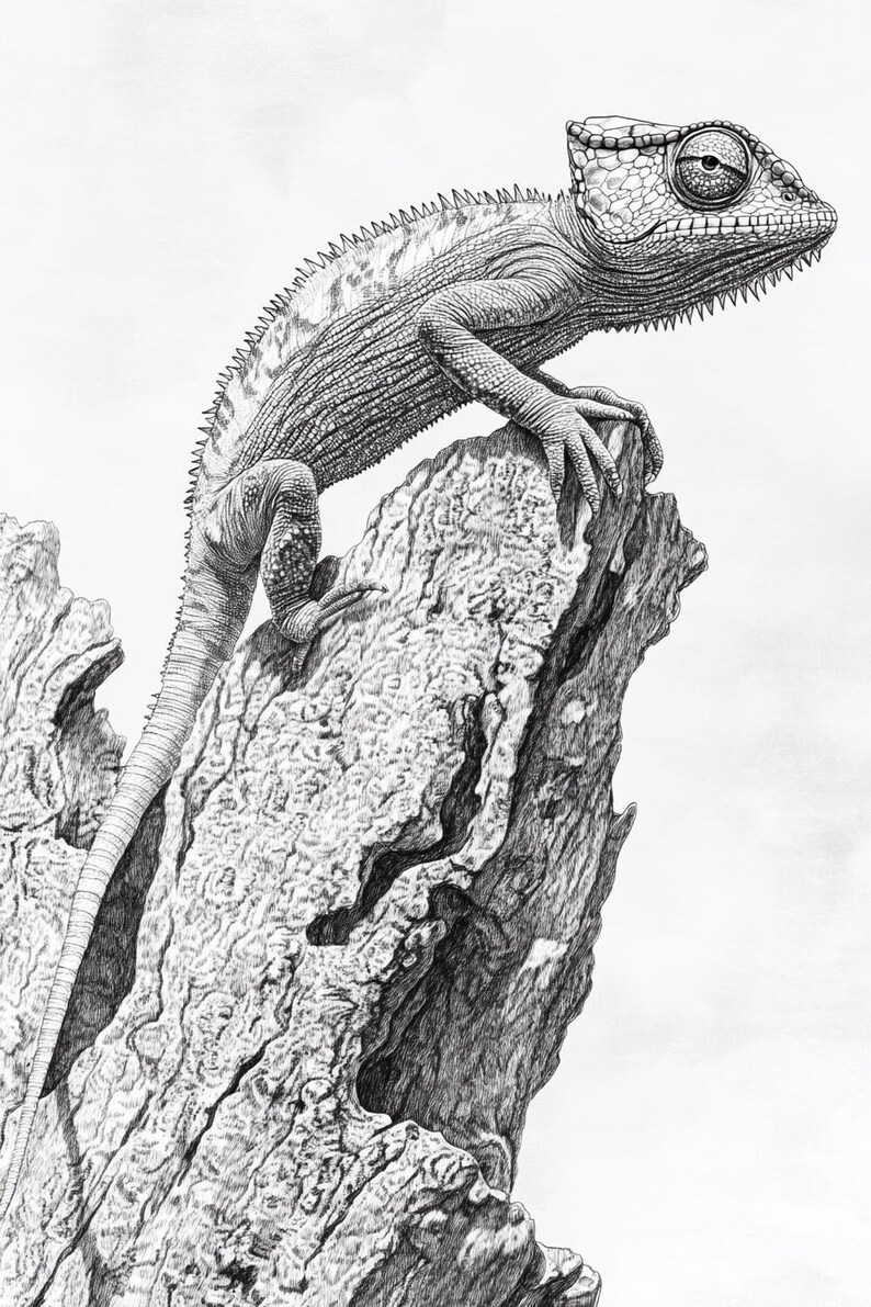 40 Cameleon Coloring Pages for Adults,chameleon Coloring Book ...