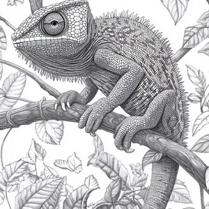 40 Cameleon Coloring Pages for Adults,chameleon Coloring Book ...