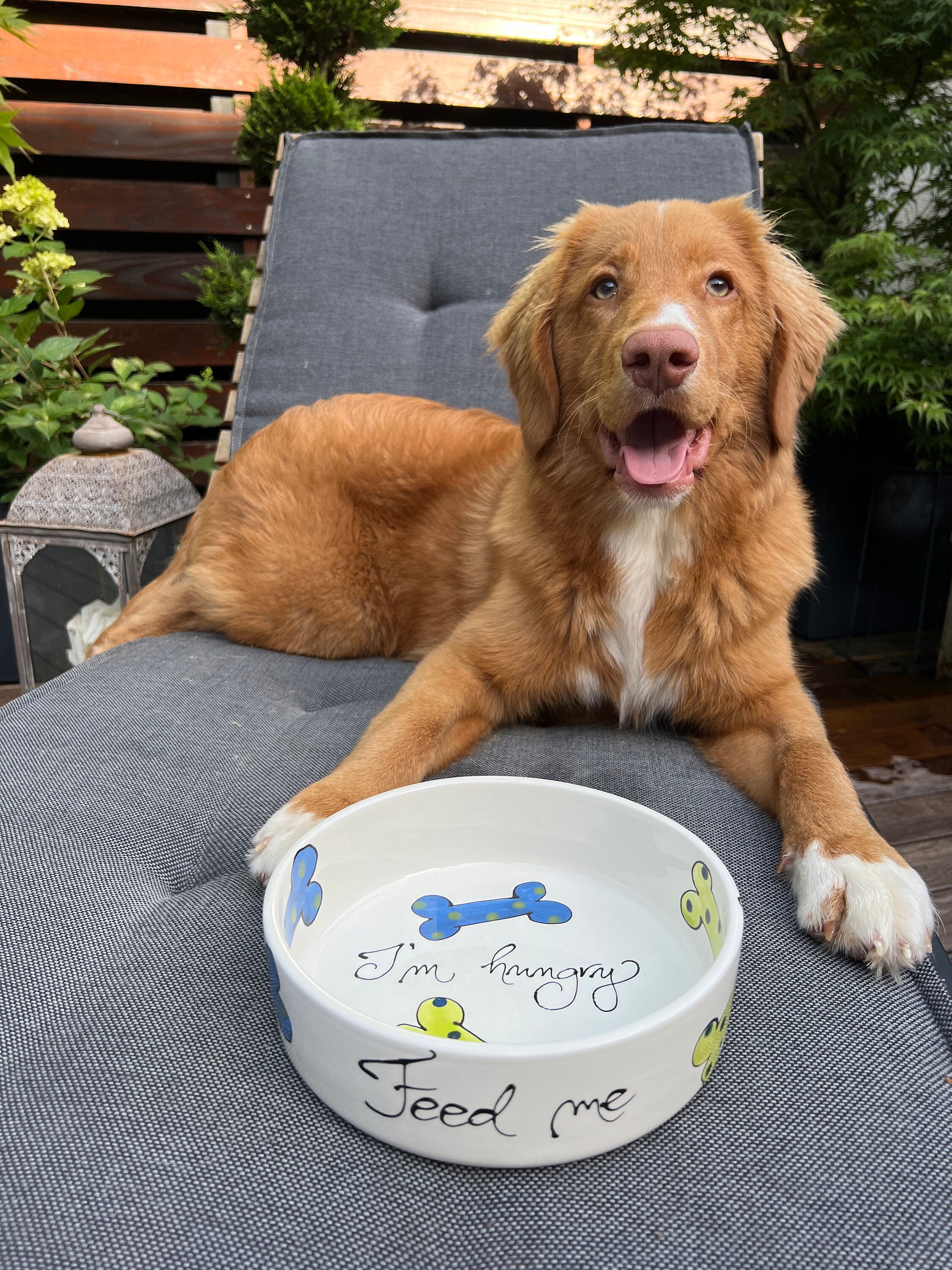 Cute Ceramic Dog Bowl for Food and Water / Feed Me Dog Bowl / Give Me ...