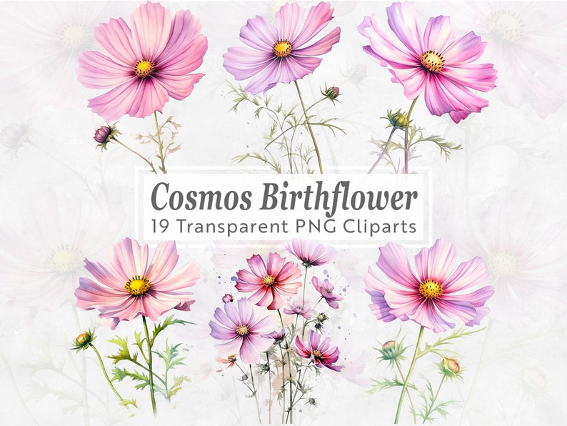 Cosmos Birthflower Clipart Bundle - 19 Watercolor Pngs - October Birth ...