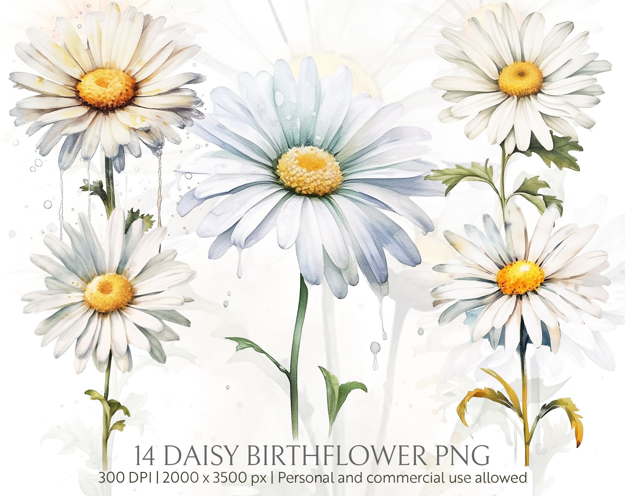 Daisy Birthflower Clipart Floral Designs for Creative Projects Daisy ...