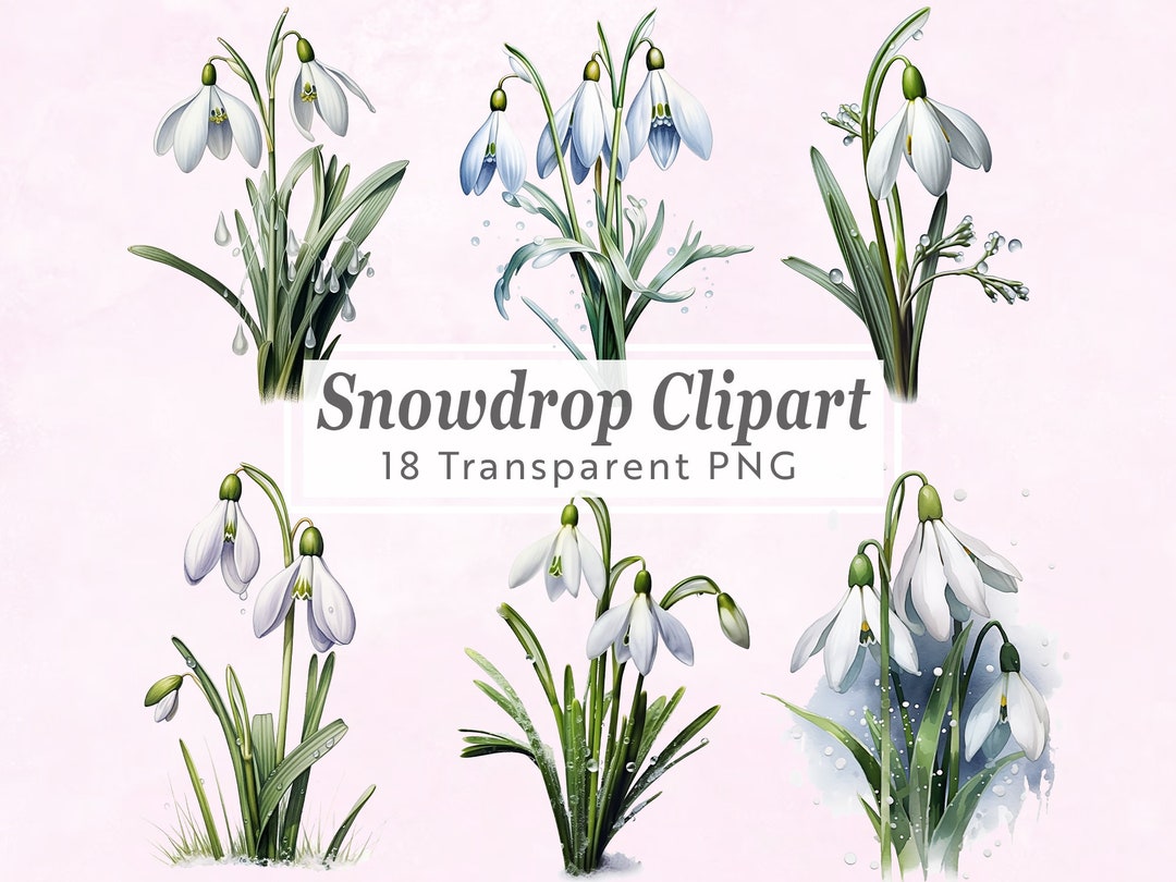 Snowdrop Birthflower Clipart - 18 PNG Bundle - January Birth Flower ...