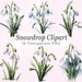 Snowdrop Birthflower Clipart - 18 PNG Bundle - January Birth Flower ...