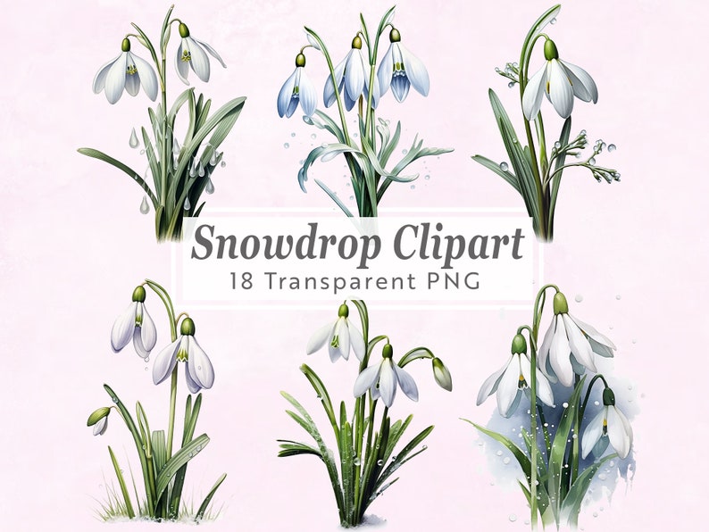 Snowdrop Clipart – Watercolor January Birthflower PNG Bundle - Etsy