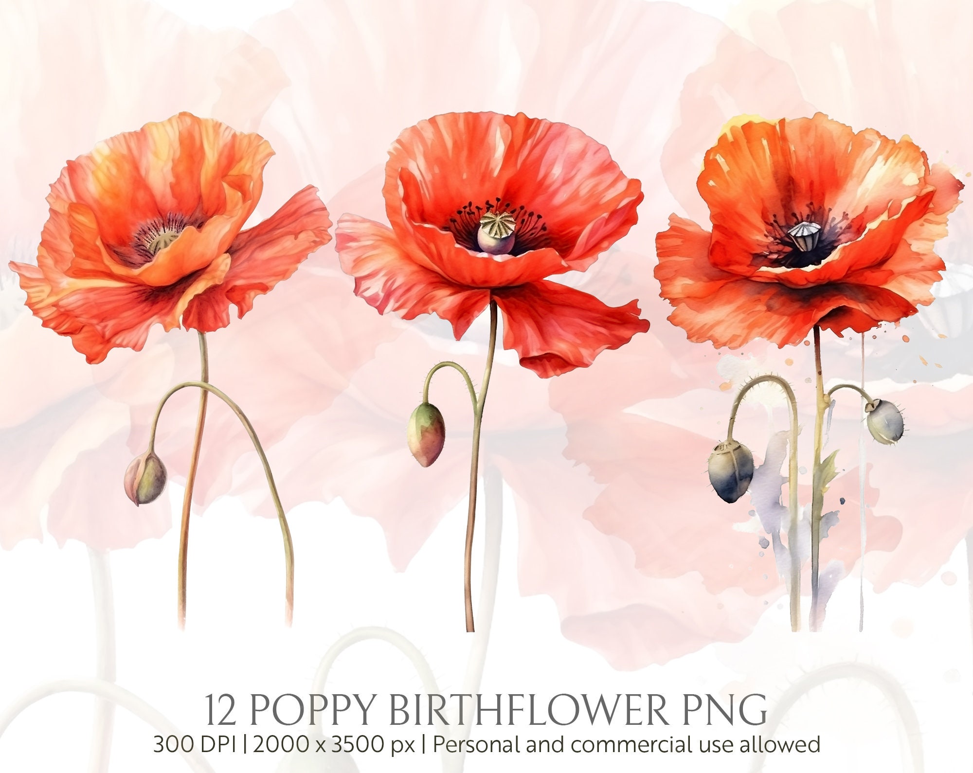 Poppy Birthflower Clipart Floral Designs for Creative - Etsy