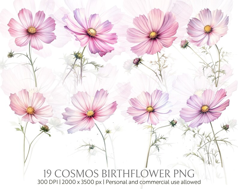 Cosmos Birthflower Clipart Bundle 19 Watercolor Pngs October Birth ...