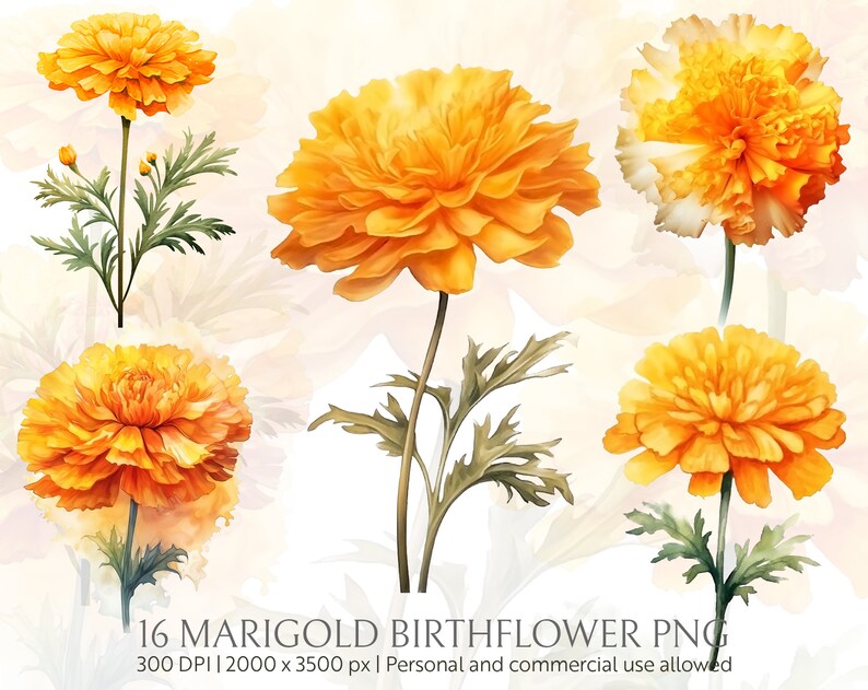 Clipart de flor de nacimiento de caléndula - Paquete de 16 PNG - Flor ...