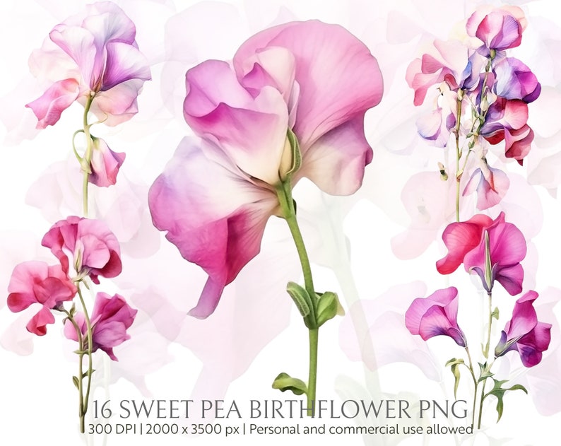 Sweet Pea Birth Flower Clipart 20 PNG Bundle April Birth Flower ...