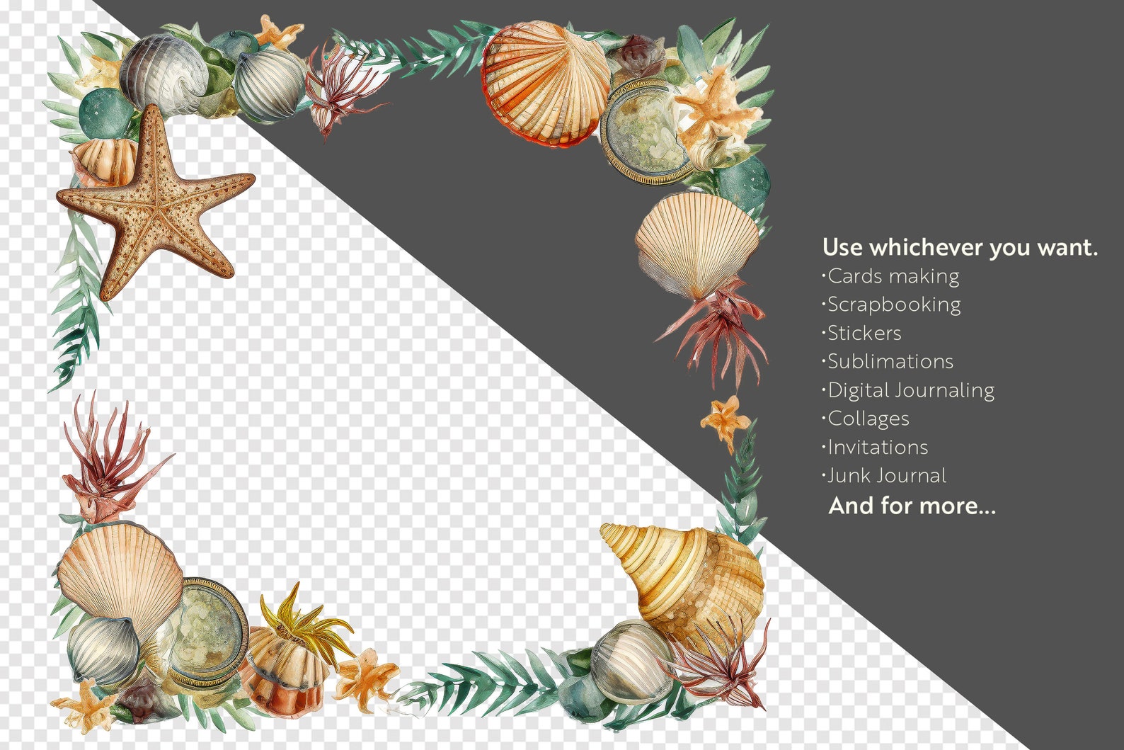 Seashell Border Frame Clipart 35 PNG Designs for Beach Crafts ...