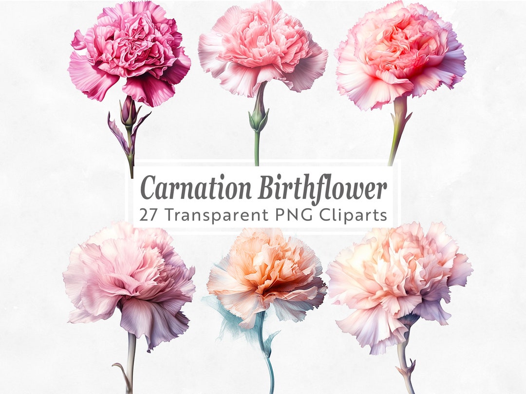 Carnation Birthflower Clipart - 27 PNG Bundle - January Birth Flower ...