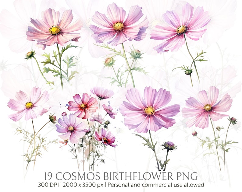 Cosmos Birthflower Clipart Bundle 19 Watercolor Pngs October Birth ...