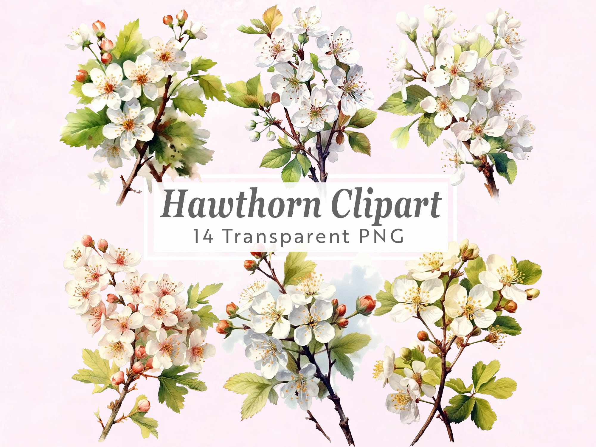 Hawthorn Birthflower Clipart - 20 PNG Bundle - May Birth Flower ...