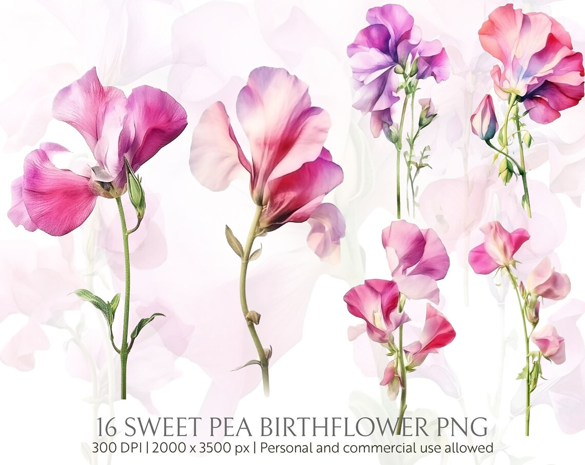 Sweet Pea Birth Flower Clipart 20 PNG Bundle April Birth Flower ...