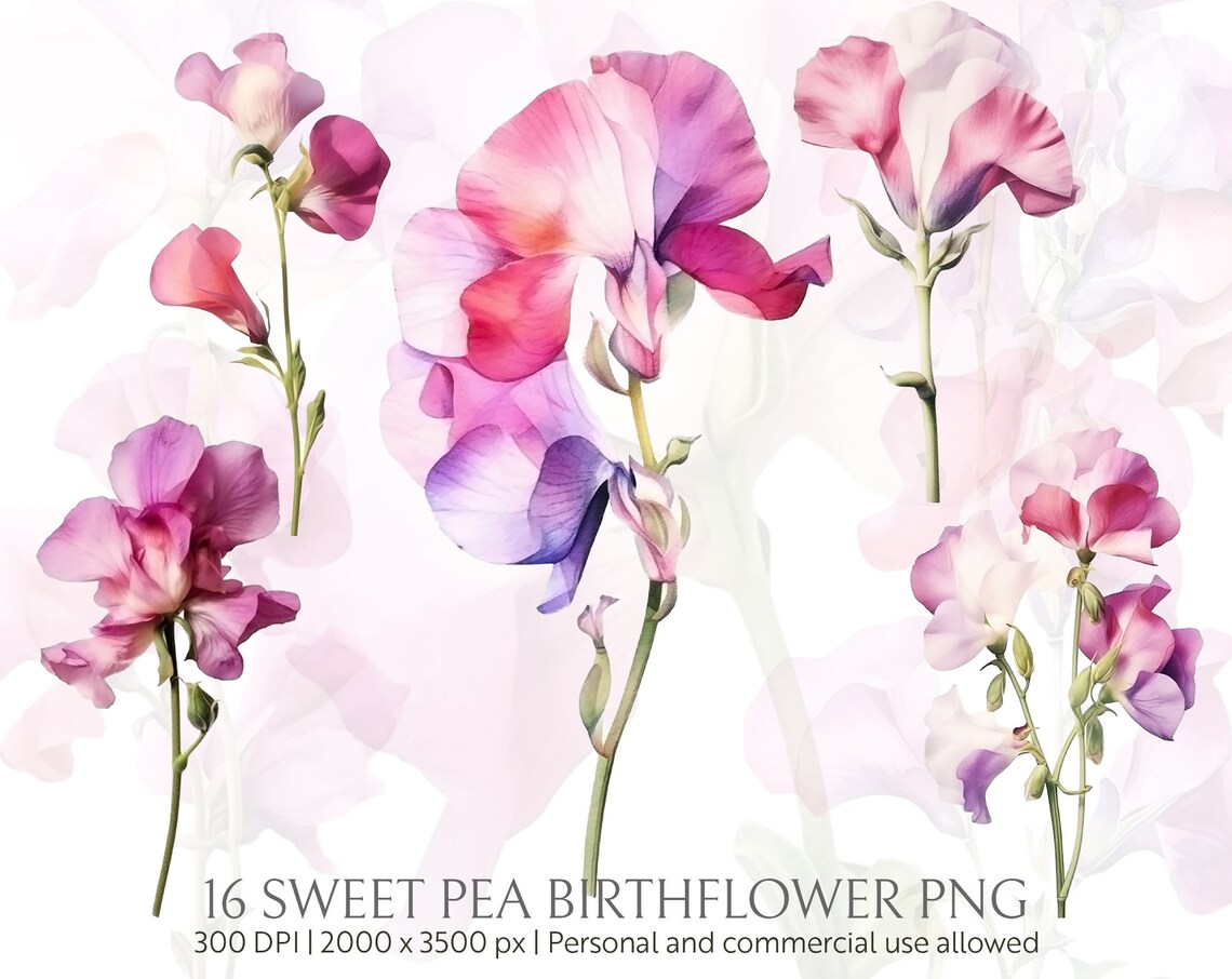 Sweet Pea Birth Flower Clipart Floral Design Birth Flower Clipart Sweet Pea Flower April Birth