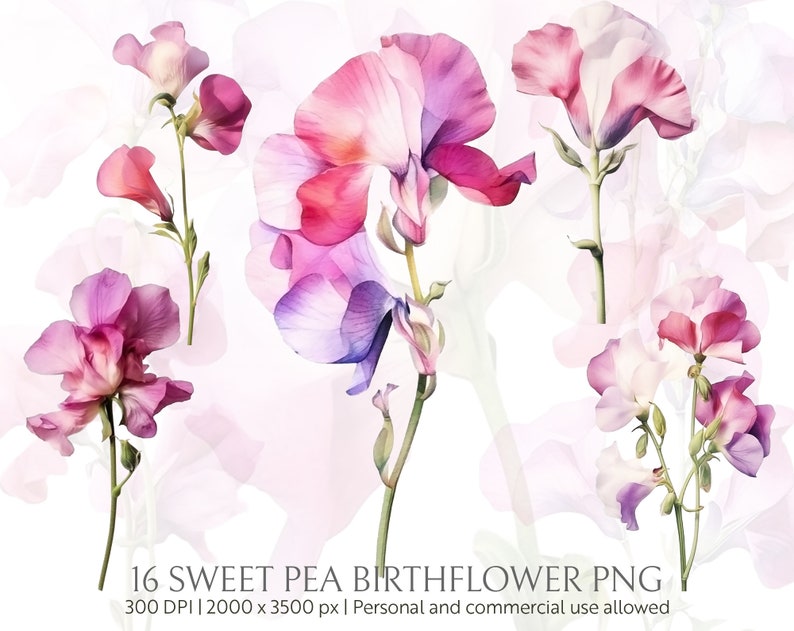 Sweet Pea Birth Flower Clipart 20 PNG Bundle April Birth Flower ...