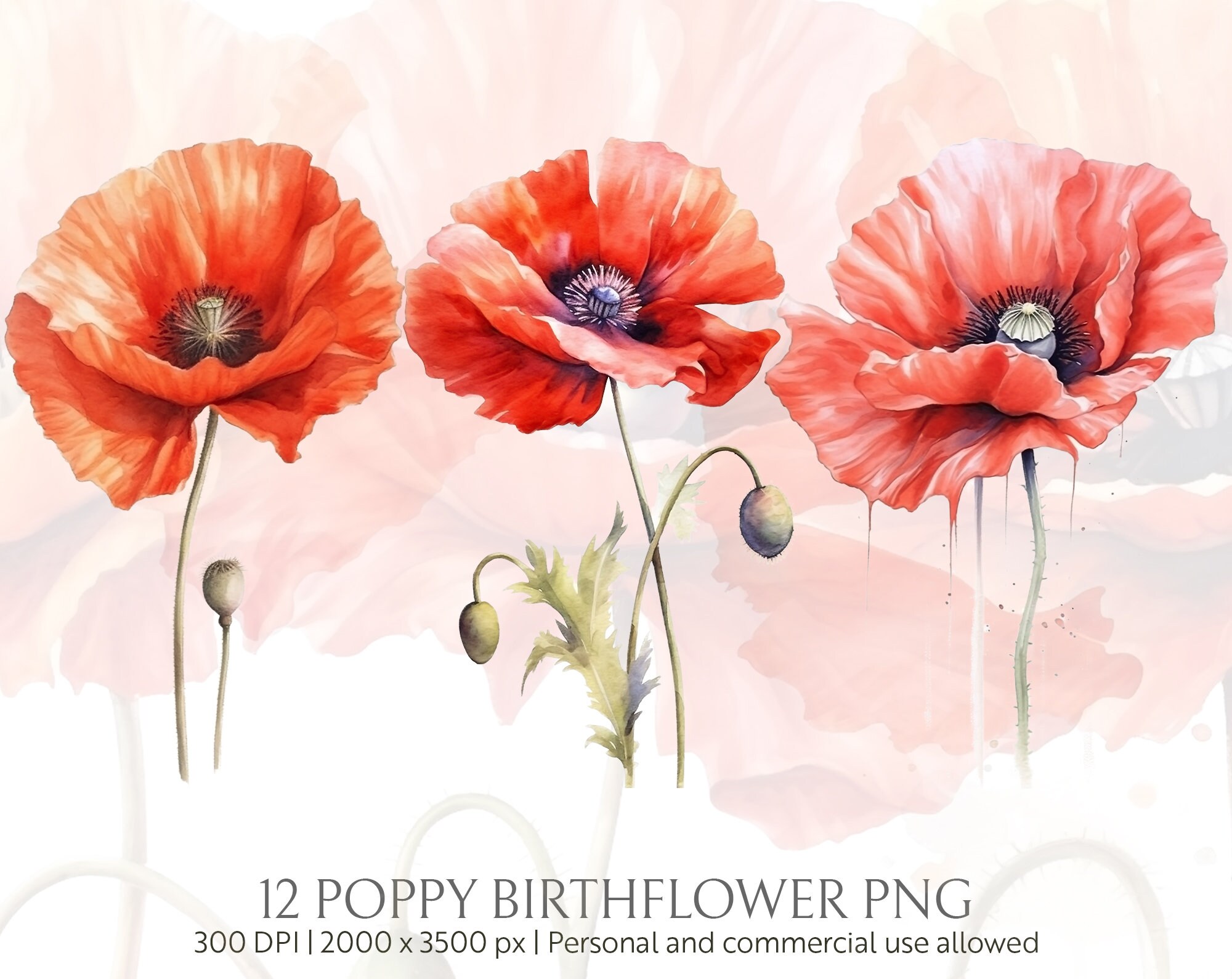 Poppy Birthflower Clipart Floral Designs for Creative - Etsy