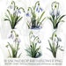 Snowdrop Birthflower Clipart - 18 PNG Bundle - January Birth Flower ...