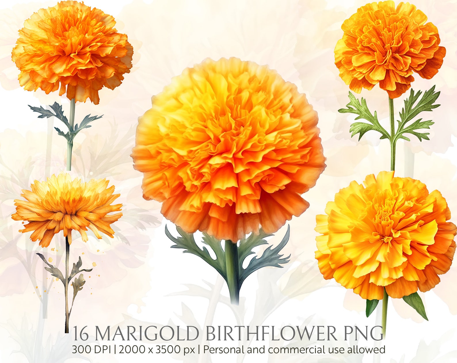 Clipart de flor de nacimiento de caléndula - Paquete de 16 PNG - Flor ...