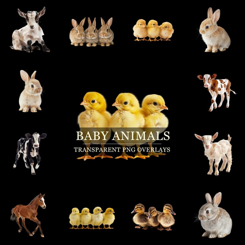 Baby Farm Animals Overlays Transparent PNG Photoshop Overlays Easter ...