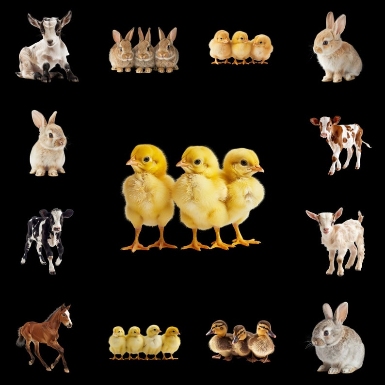 Baby Farm Animals Overlays Transparent PNG Photoshop Overlays Easter ...