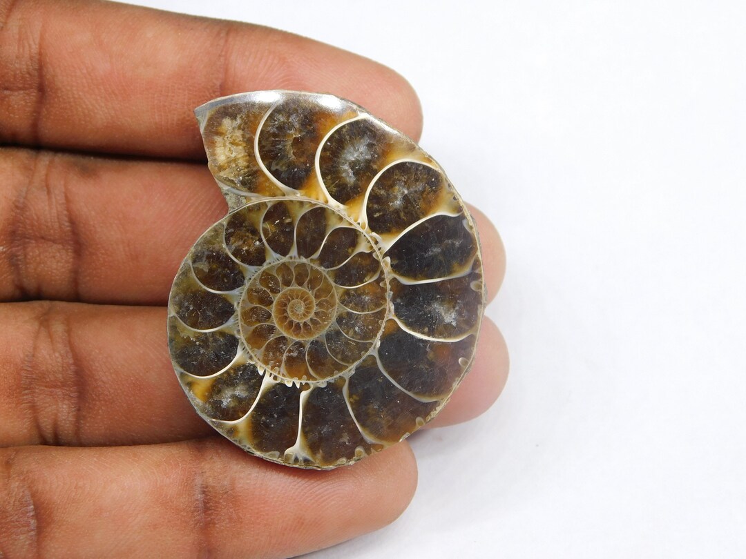 Ammonite Fossil Gemstone Beautiful Ammonite Fossil Natural Cabochons ...