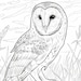 Barn Owl Coloring Pages: Detailed Wildlife Art (digital Download) - Etsy