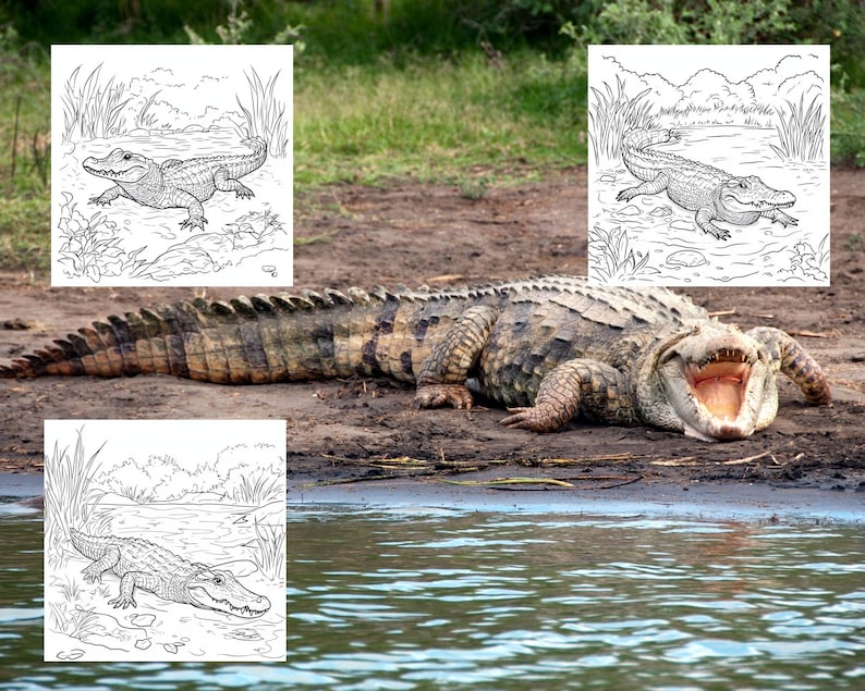 Crocodile Coloring Pages for Kids: Educational Activity (digital ...