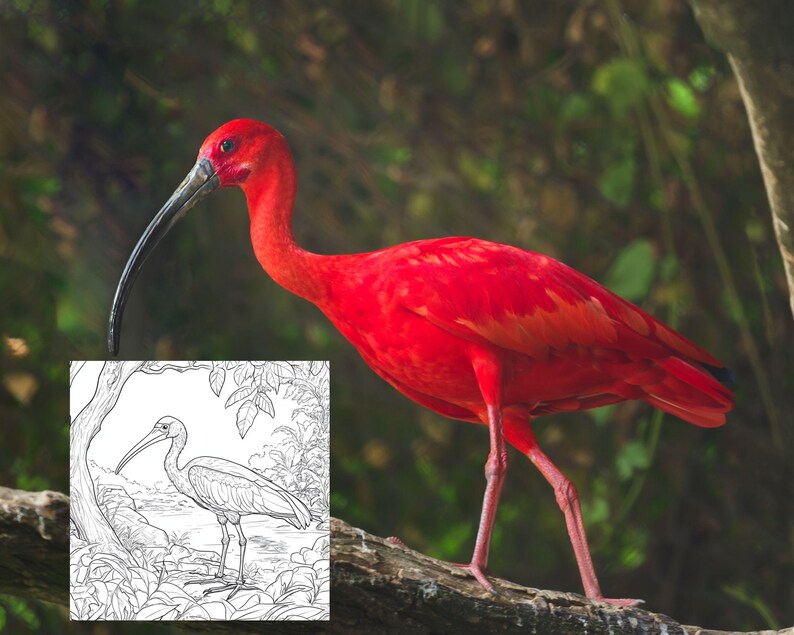 Stunning Scarlet Ibis Coloring Pages | Printable Bird-themed Coloring ...