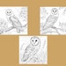 Barn Owl Coloring Pages: Detailed Wildlife Art (digital Download) - Etsy