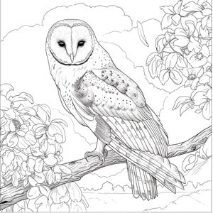 Beautiful Barn Owl Coloring Pages - Digital Download, US Letter & A4 ...