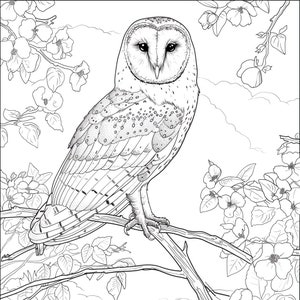 Beautiful Barn Owl Coloring Pages - Digital Download, US Letter & A4 ...
