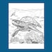 Sea Turtle Coloring Pages - Digital Download, Detailed Marine Life Art ...