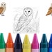 Barn Owl Coloring Pages: Detailed Wildlife Art (digital Download) - Etsy