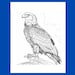 Majestic Bald Eagle Coloring Pages - Digital Download, Detailed Bird ...