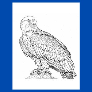 Bald Eagle Coloring Pages: Detailed Bird Illustrations (digital ...