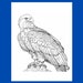 Bald Eagle Coloring Pages: Detailed Bird Illustrations (digital ...