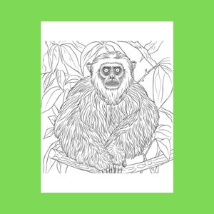 Gibbon Coloring Pages: Detailed Wildlife Art (printable PDF) - Etsy