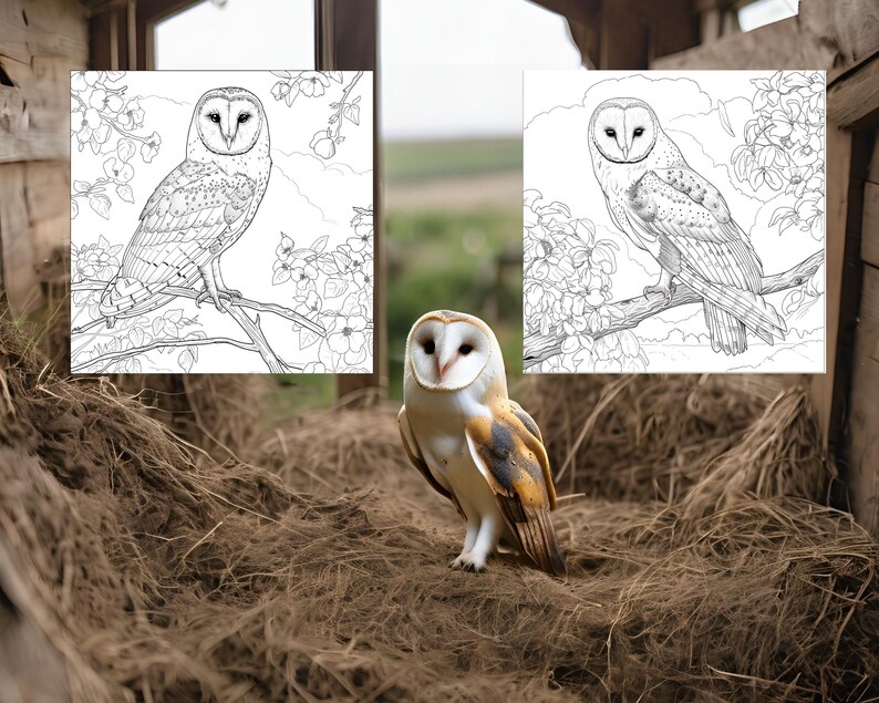 Beautiful Barn Owl Coloring Pages - Digital Download, US Letter & A4 ...