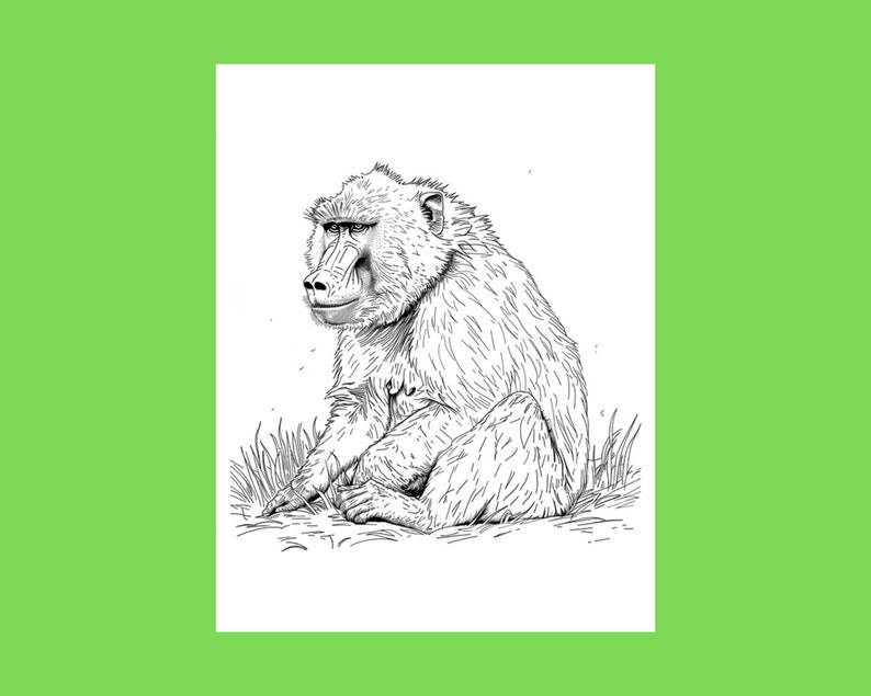 Detailed Baboon Coloring Pages: Wildlife Art, Printable PDF (US Letter ...