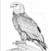 Bald Eagle Coloring Pages: Detailed Bird Illustrations (digital ...