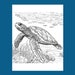 Sea Turtle Coloring Pages - Digital Download, Detailed Marine Life Art ...