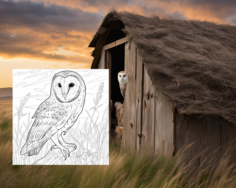 Beautiful Barn Owl Coloring Pages - Digital Download, US Letter & A4 ...