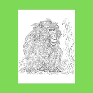 Mandrill Coloring Page: Detailed Wildlife Art (digital Download) - Etsy