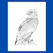 Majestic Bald Eagle Coloring Pages - Digital Download, Detailed Bird ...