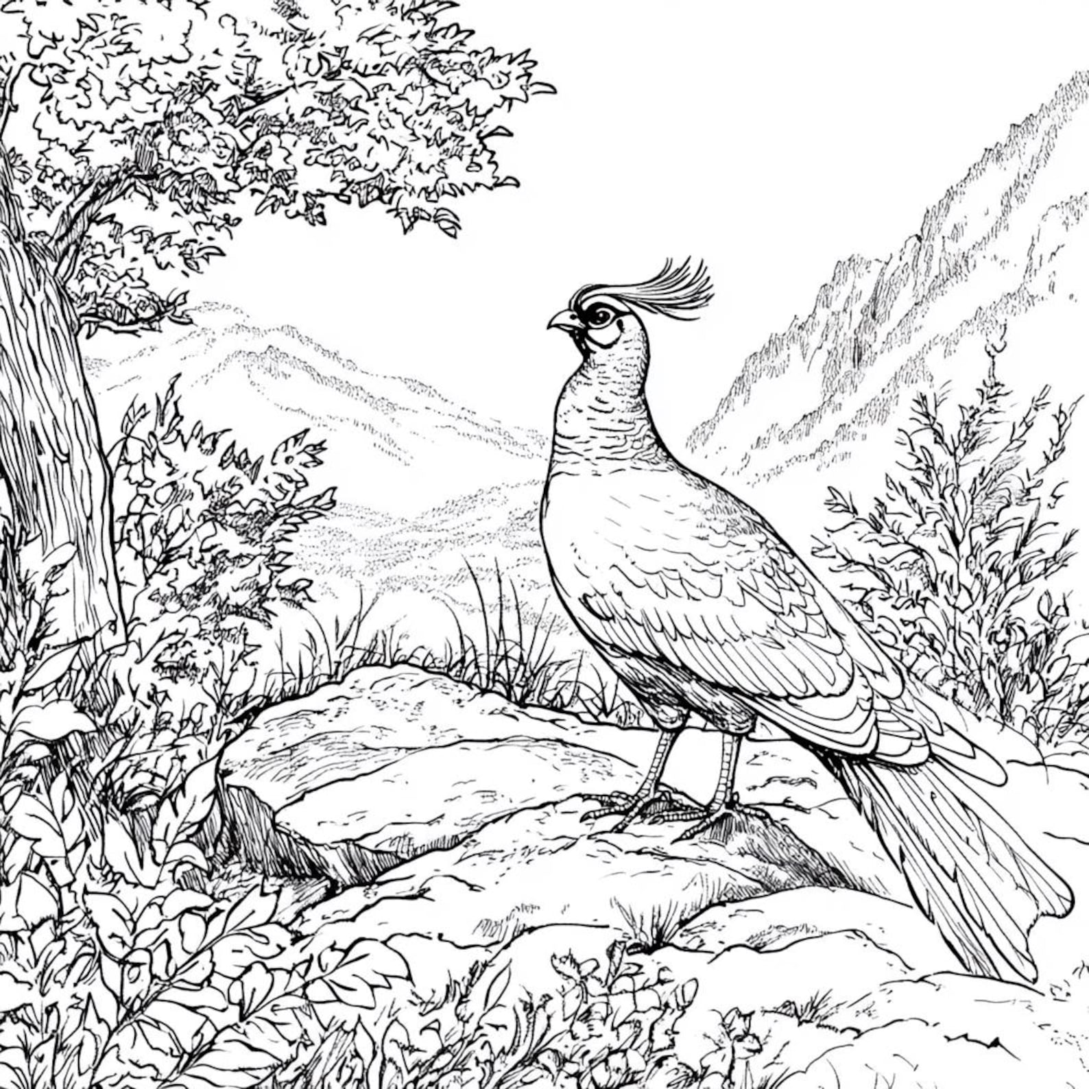 Golden Pheasant Coloring Pages | Elegant Bird Printable Coloring Sheets ...