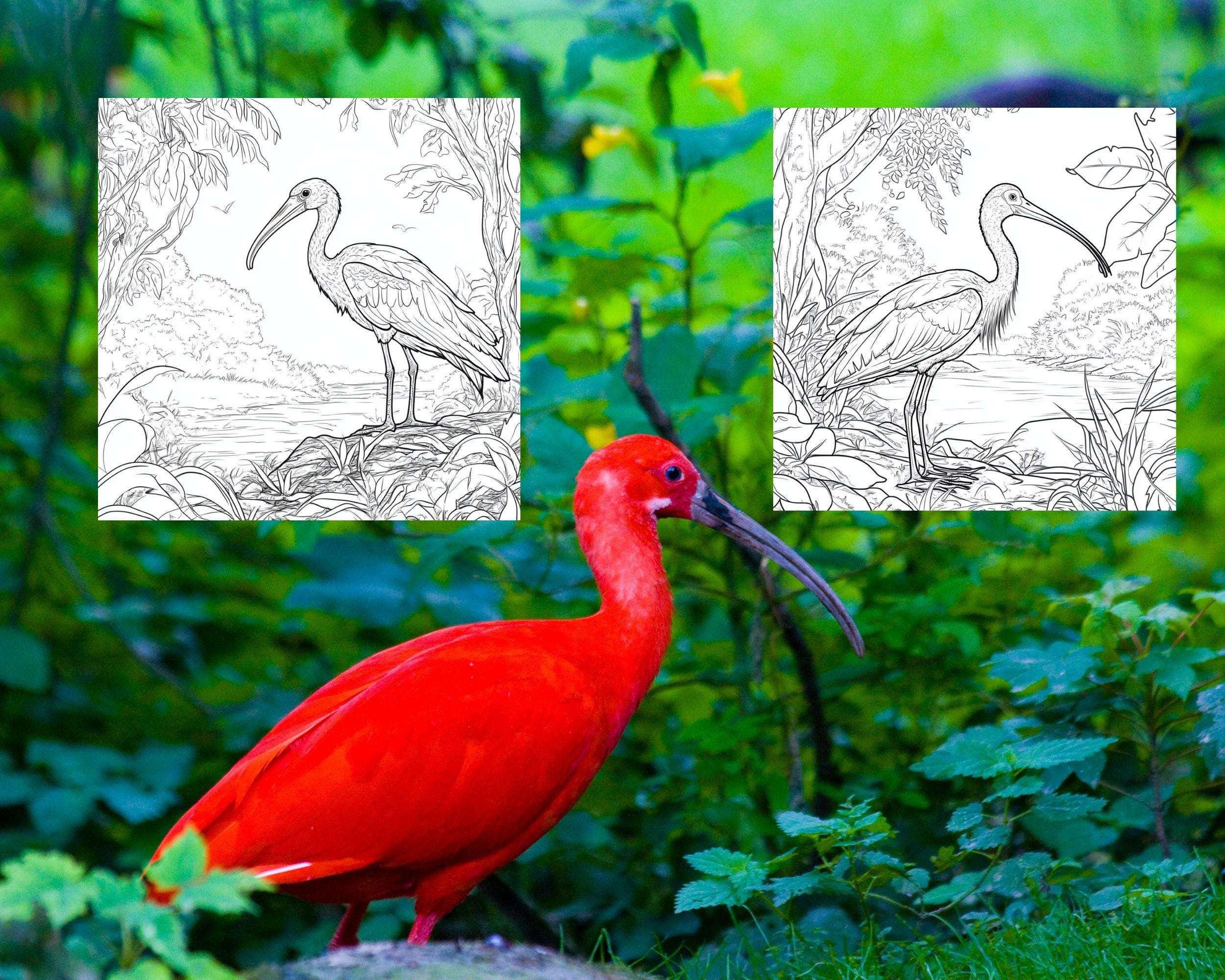 Stunning Scarlet Ibis Coloring Pages | Printable Bird-themed Coloring ...